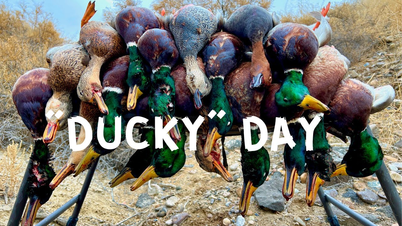 Windy Day Public Land MALLARDS | "Ducky" Day | Pacific Flyway Duck ...