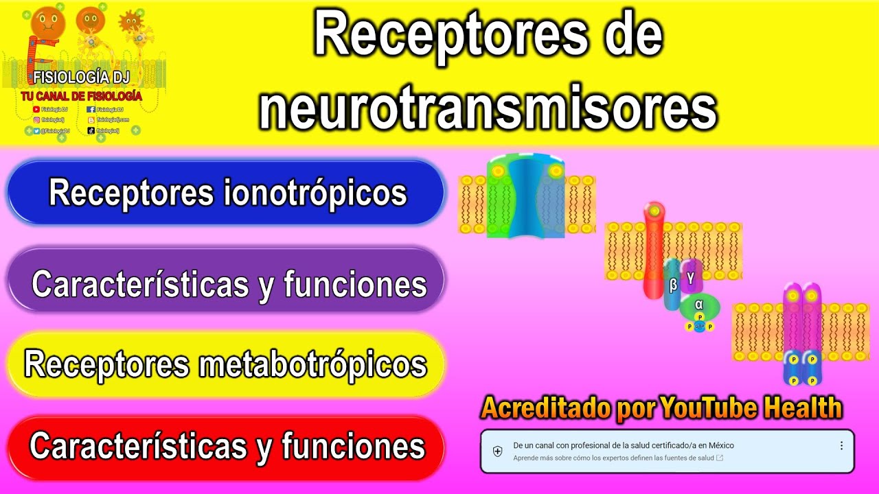 Neurotransmisores | Sistema nervioso central | Receptores ionotrópicos ...