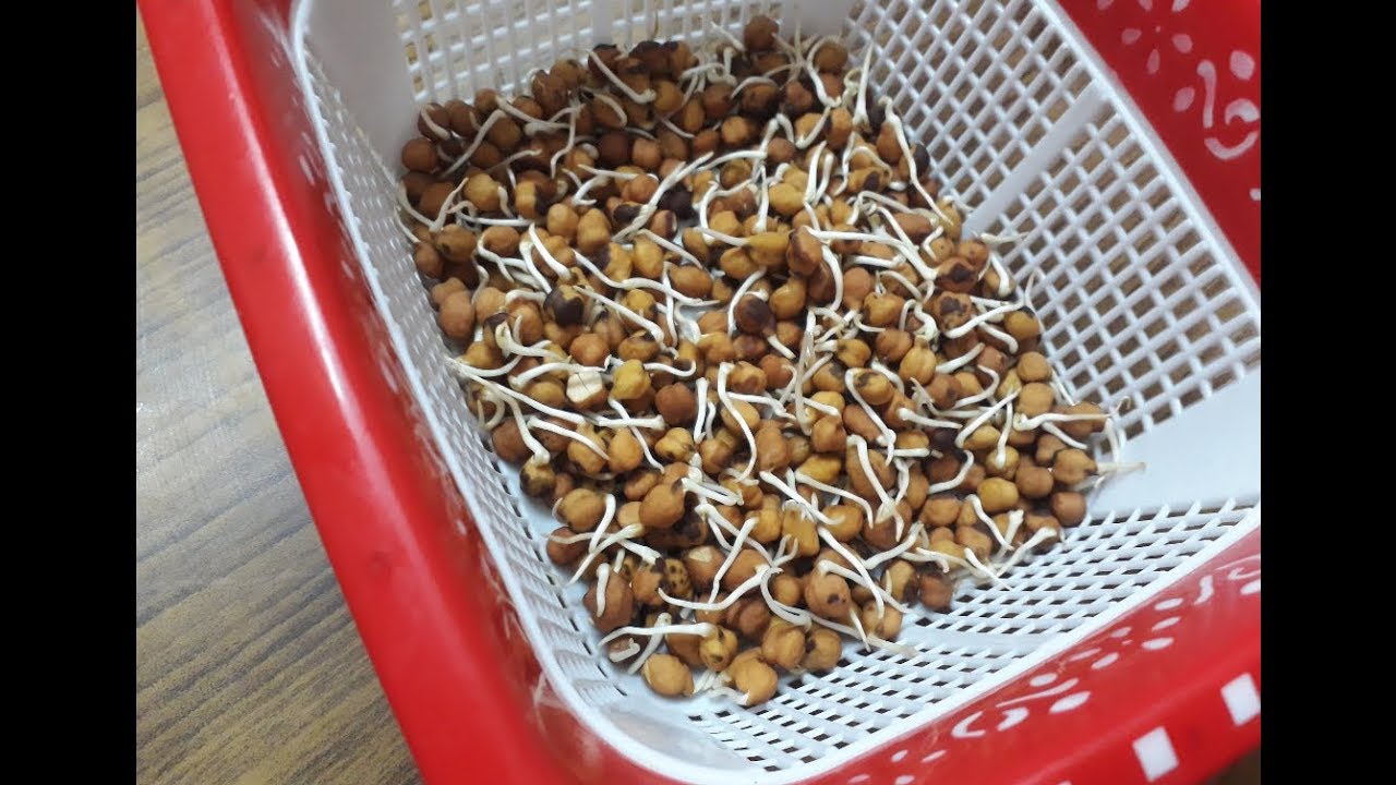 Ankurit chane and it's benefits - YouTube