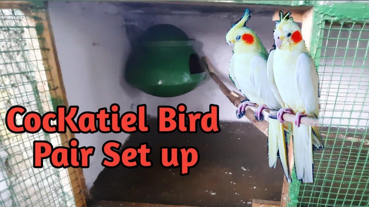 Cockatiel Pair | Set Up in New Cage | Releasing | - YouTube