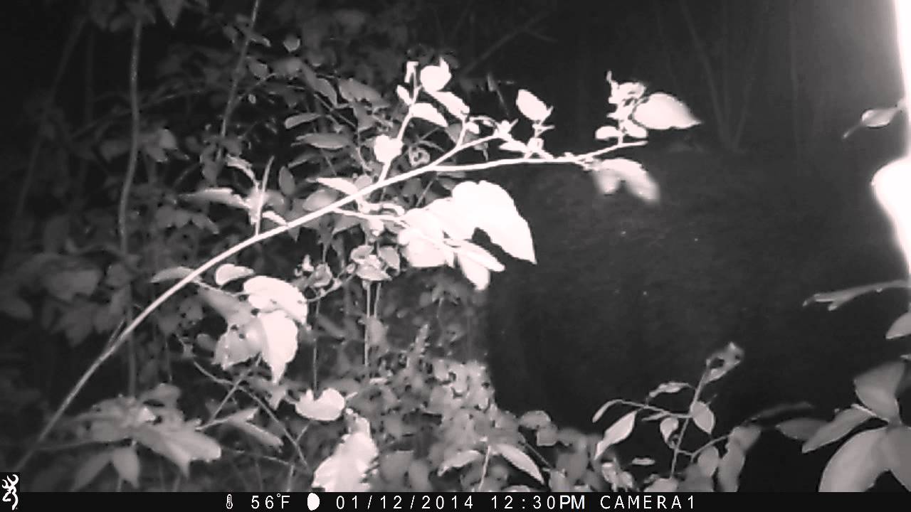 Bear Sniffing Camera Near Bait Site on Public Lands - YouTube