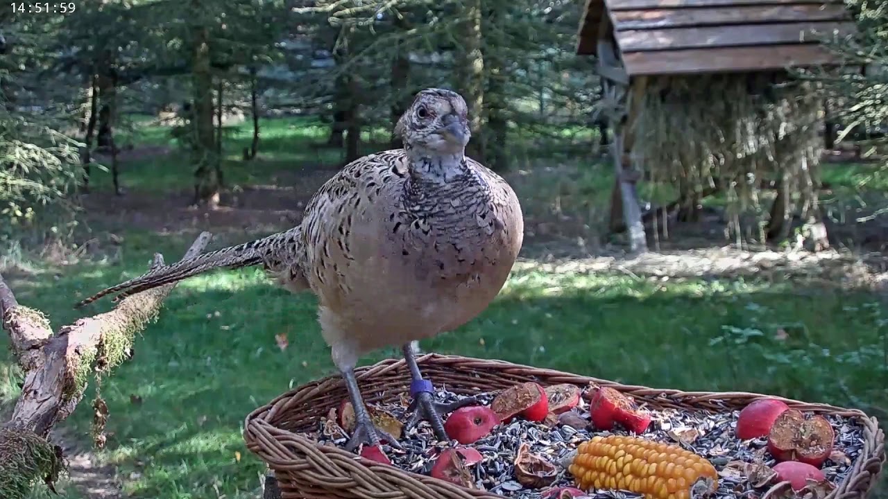 Makov Birds, squirrel and mice 17 -10-2019 - YouTube