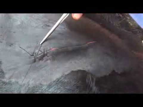 Cruciate suture pattern Patrón de sutura cruzado - Padrão de sutura ...