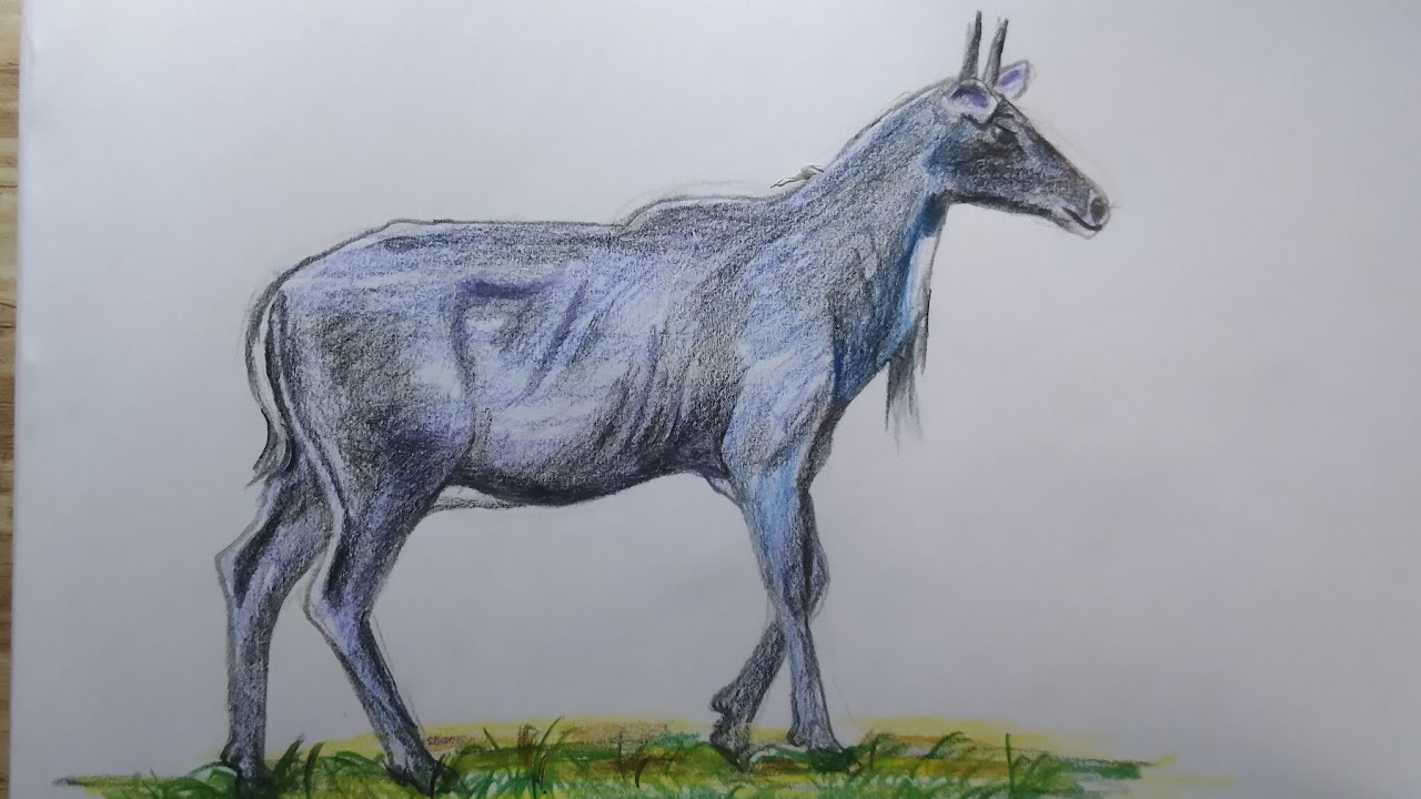 how to draw a nilgai / nilgai drawing - YouTube