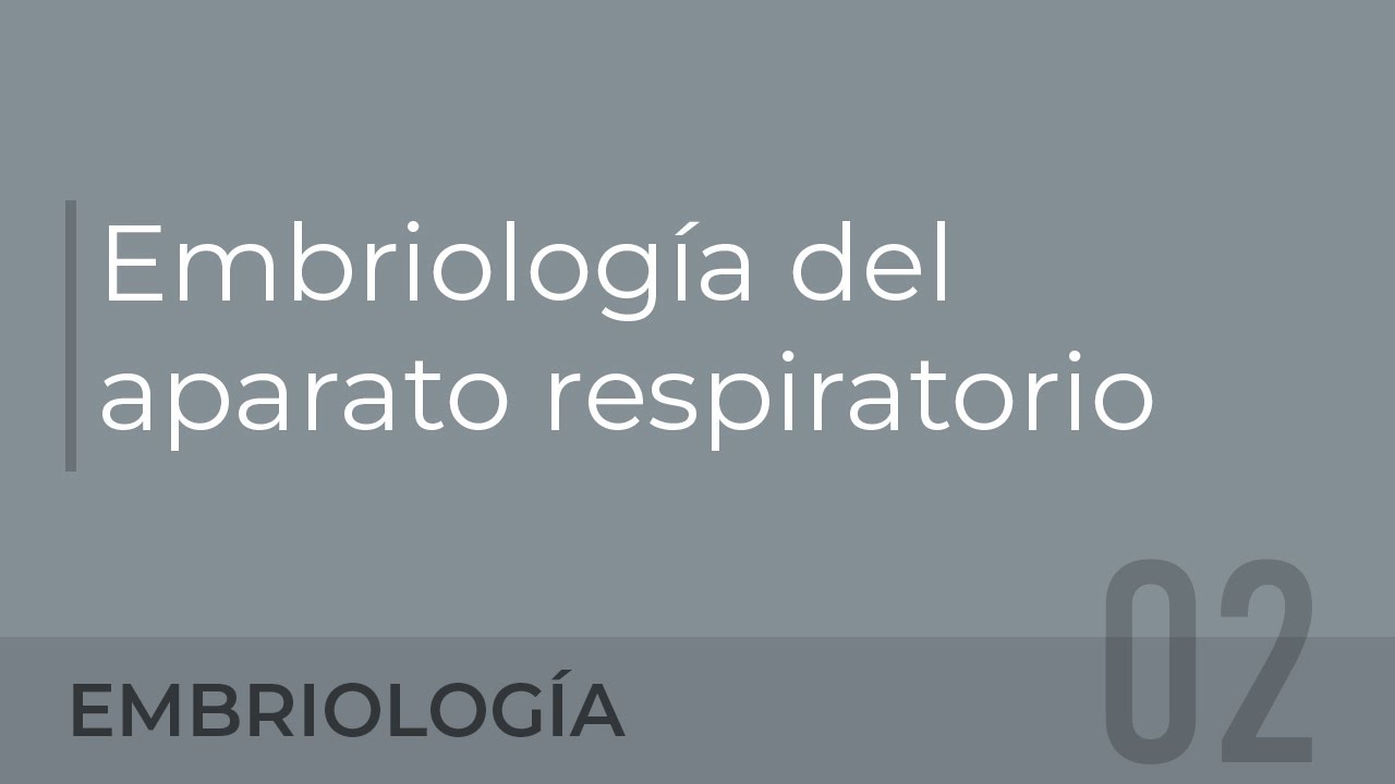 Embriología del aparato respiratorio. Violeta Montes - YouTube