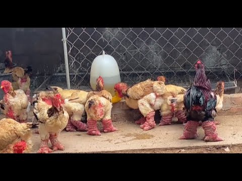 Raising Chckens For Eggs - King Chicken - Food for Egg Laying - FaFa ...