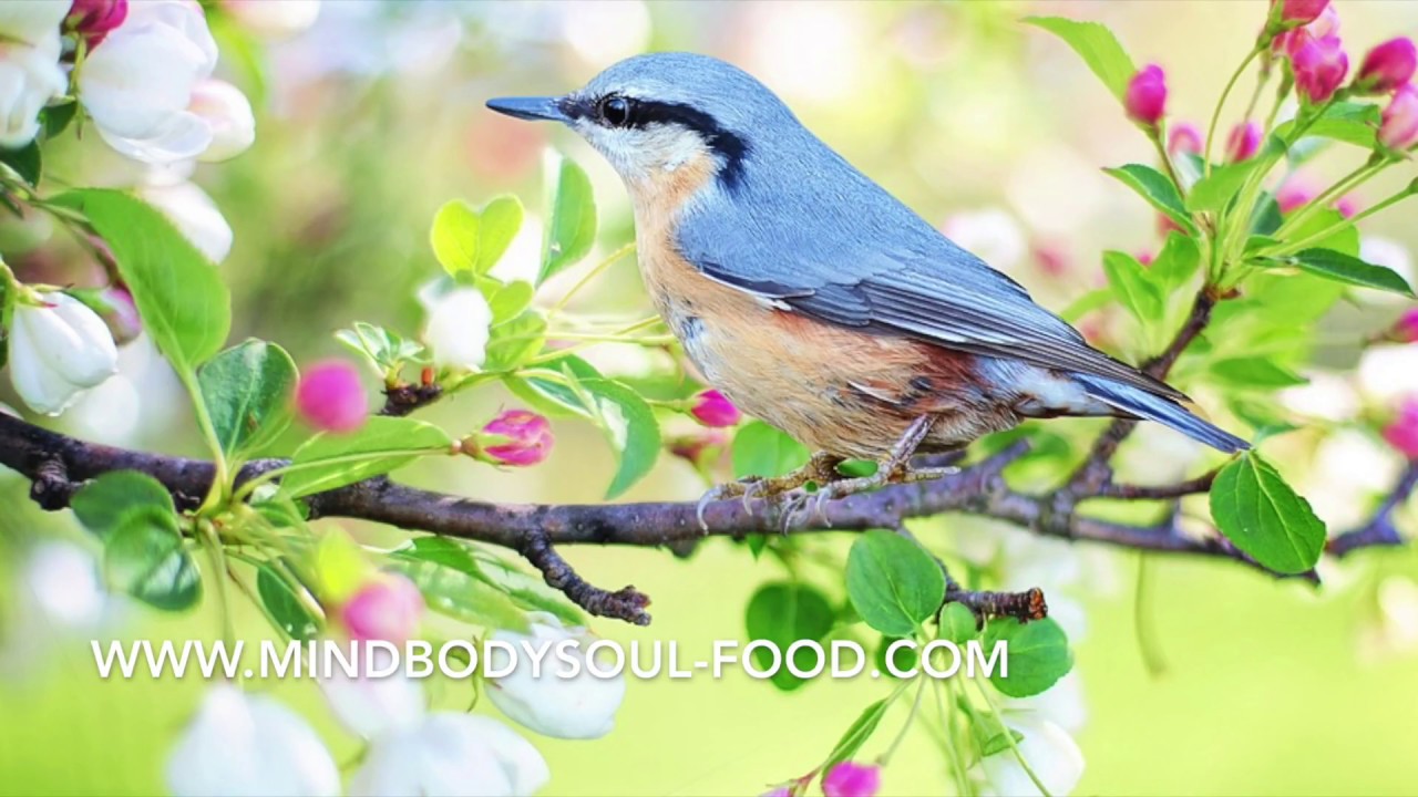 One Hour Ambient Bird Sounds | Relaxation, Meditation - YouTube