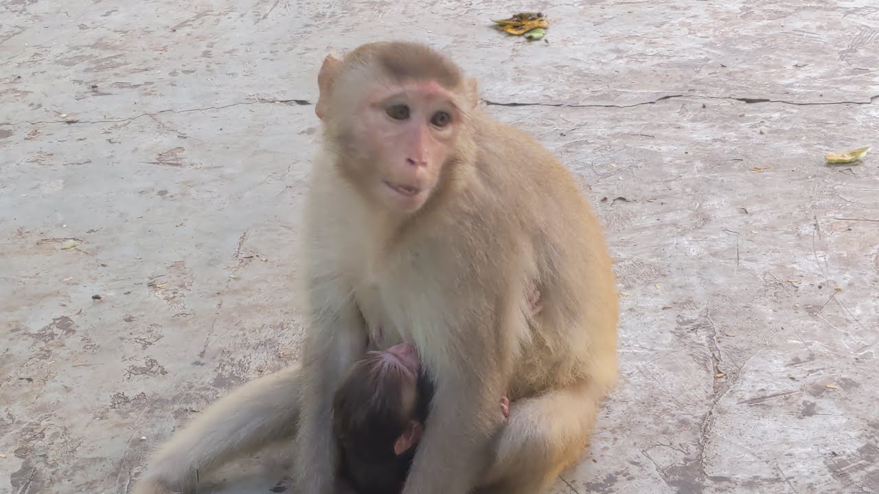 Baby monkey Bon Bon playing with So cute friends - YouTube