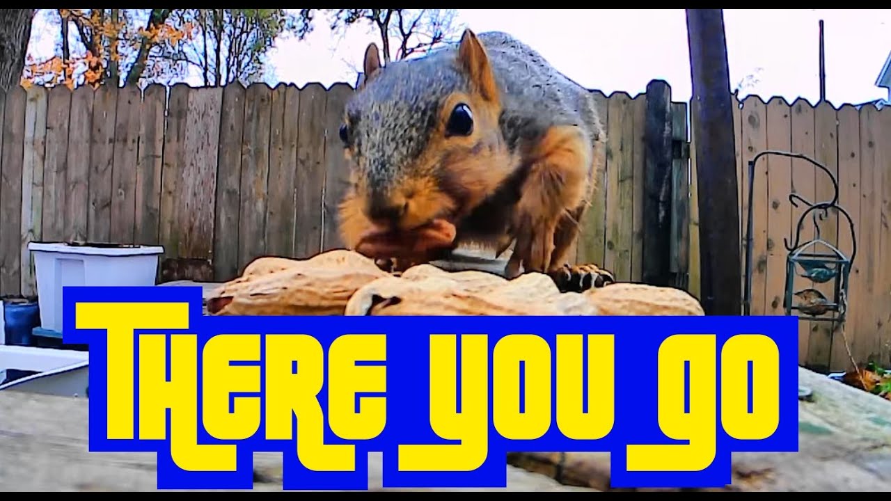The Adventures Of Chunky The Squirrel: There You Go... - YouTube