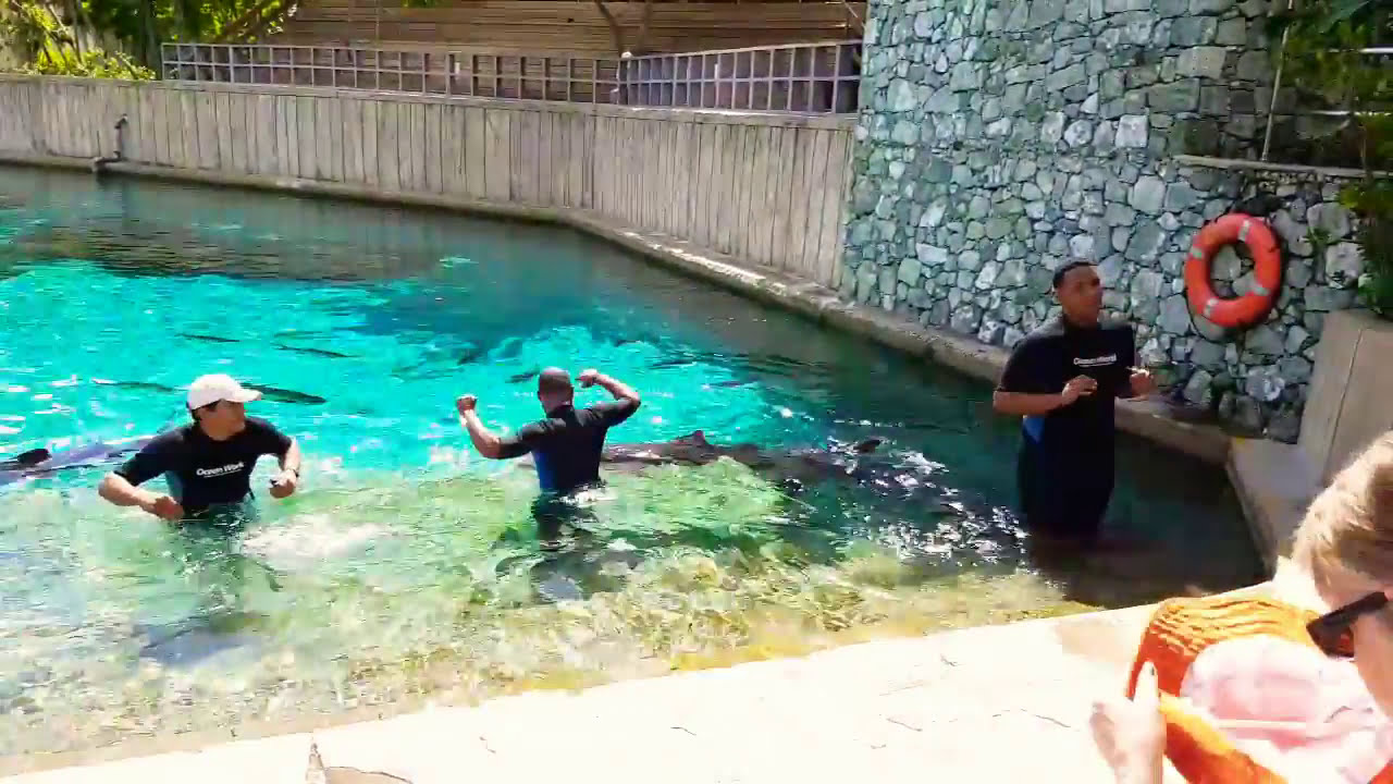 Swimming with sharks, Shark show at Ocean World, Dominican Republic ...