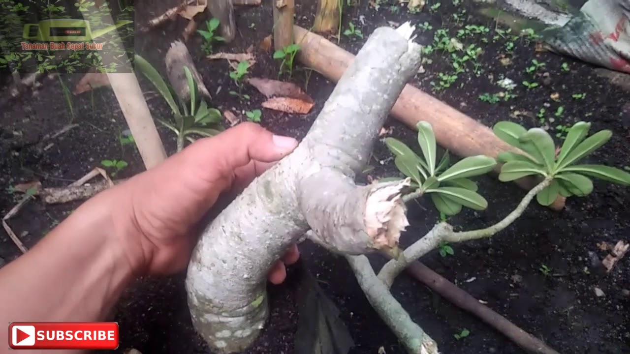 Cara Stek Bunga Adenium Tanpa Di Bungkus Anti Gagal - YouTube