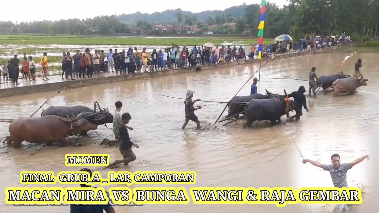 MACAN MIRA VS BUNGA WANGI || LAP, CAMPORAN, MOMEN - YouTube