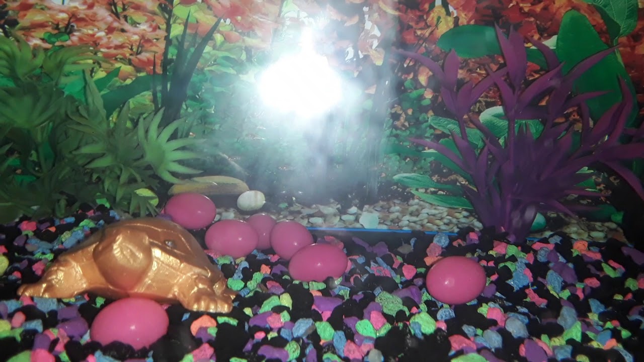 One week old platy fish fry - YouTube