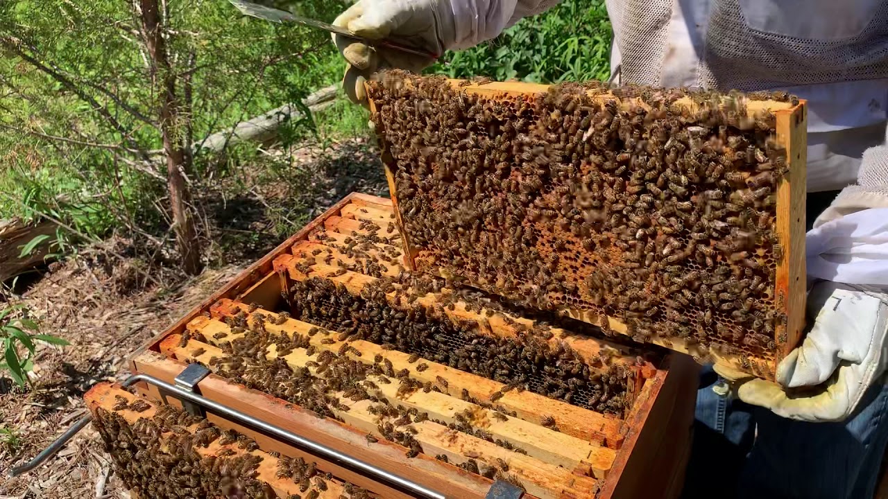Beekeeping. Single Brood Chamber Management. June 8 part 1 - YouTube