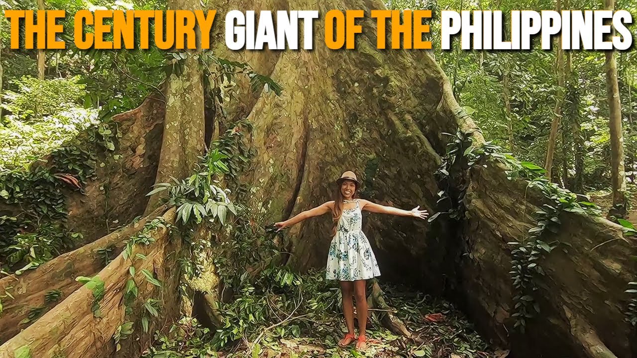 The Century Giant of the Philippines - Cacaoyan Forest Park (Cinematic ...