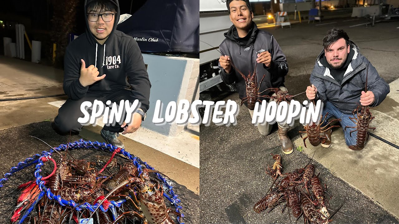 California spiny lobster hooping with Ynk_fishin - YouTube