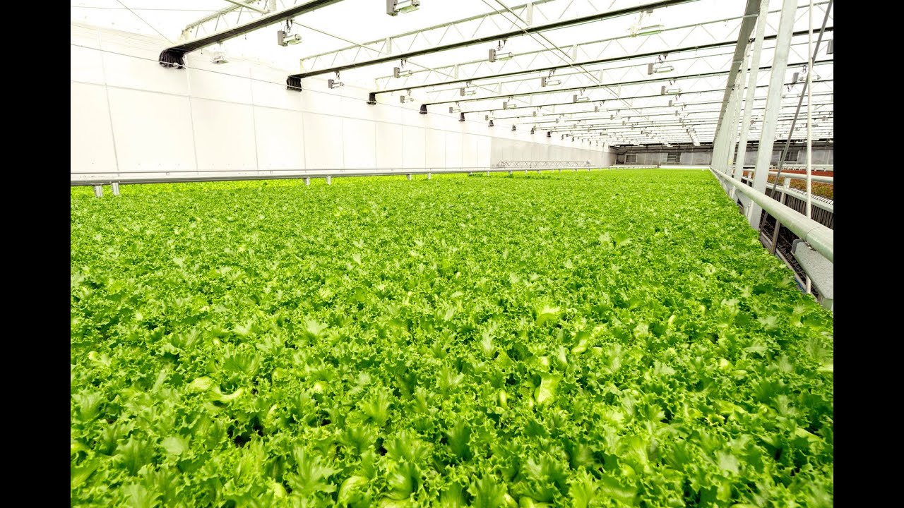 Fresh ‘n Crisp Farms – Inside Our State-of-the-Art Hydroponic Lettuce ...