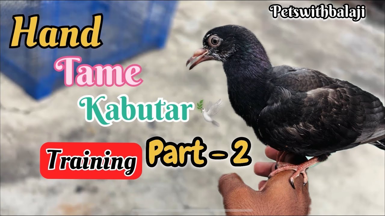 Cute Black Kabutar Ki Hand Tame Journey 🕊️Part -2| Kabutar Ko Hand Tame ...