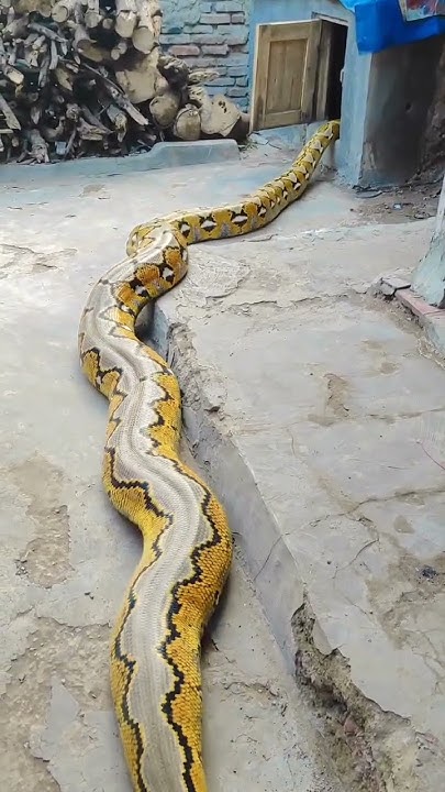 Python entering its home. #snake #reticulatedpython #reptiles #giantreptile #pythonsnake - YouTube