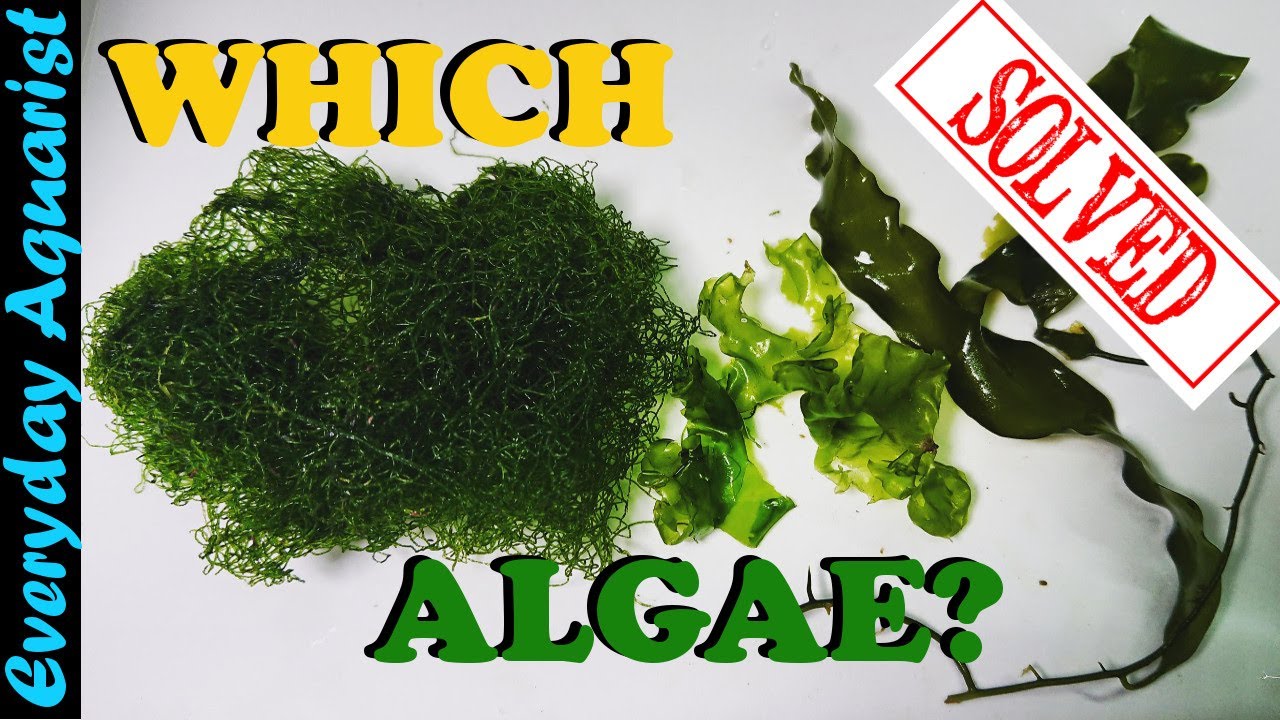 Best Refugium Macroalgae For Reef Tank CHAETO ULVA CAULERPA Lower ...
