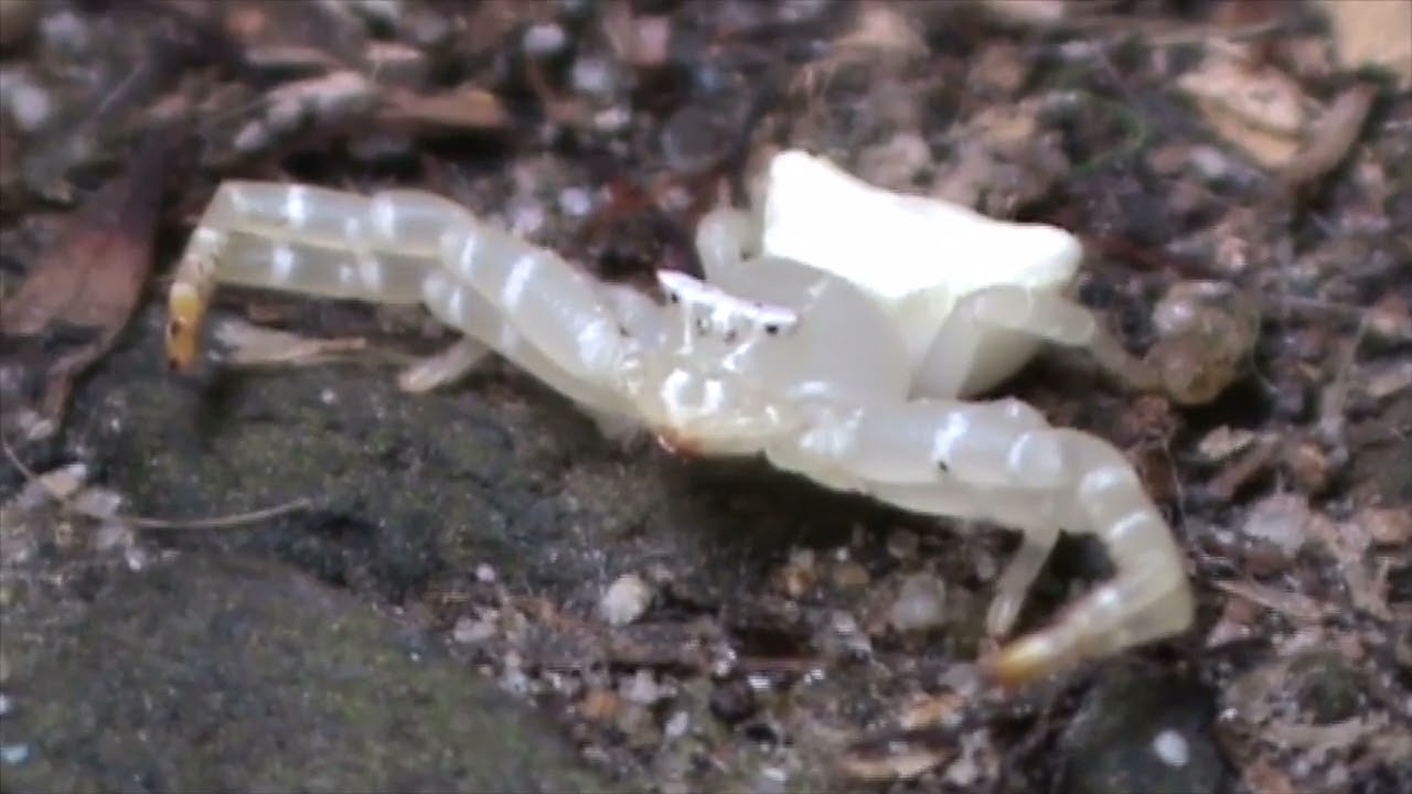 White Flower Spider in Queensland Australia - YouTube