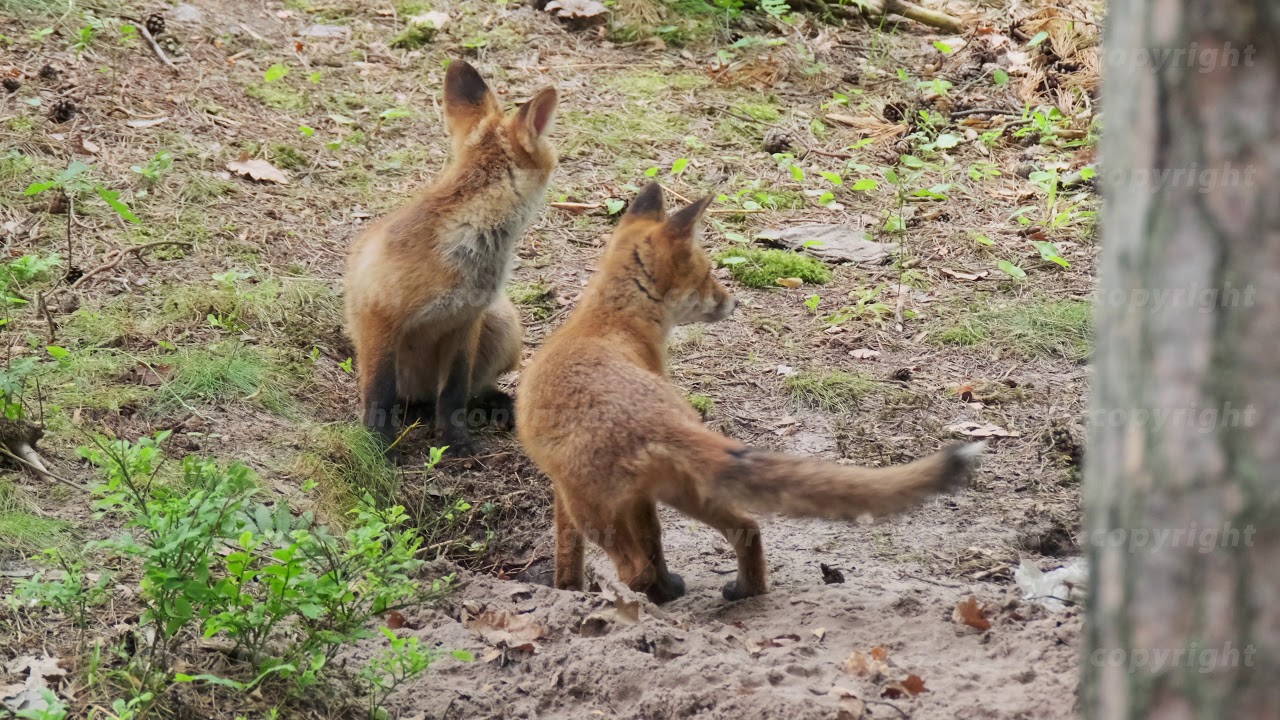 Wary fox cubs near burrow - YouTube