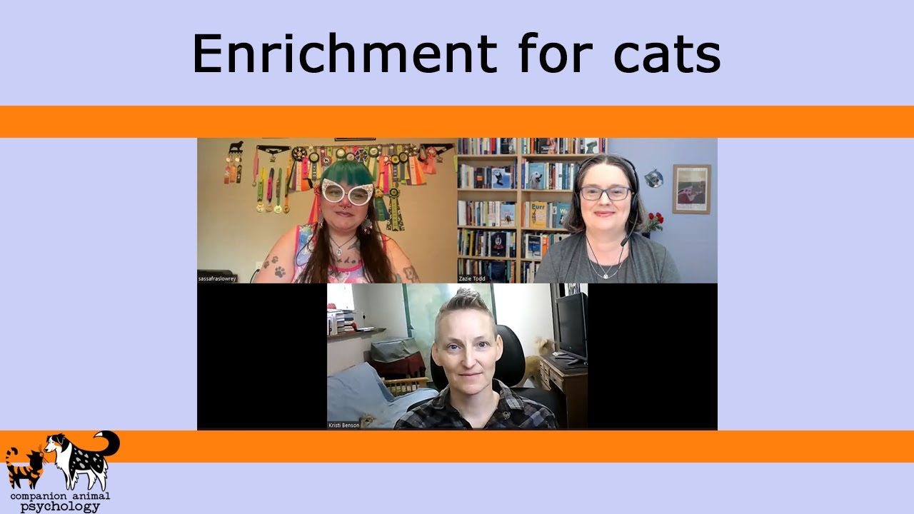 Enrichment for cats and writing about dogs and cats with Sassafras ...