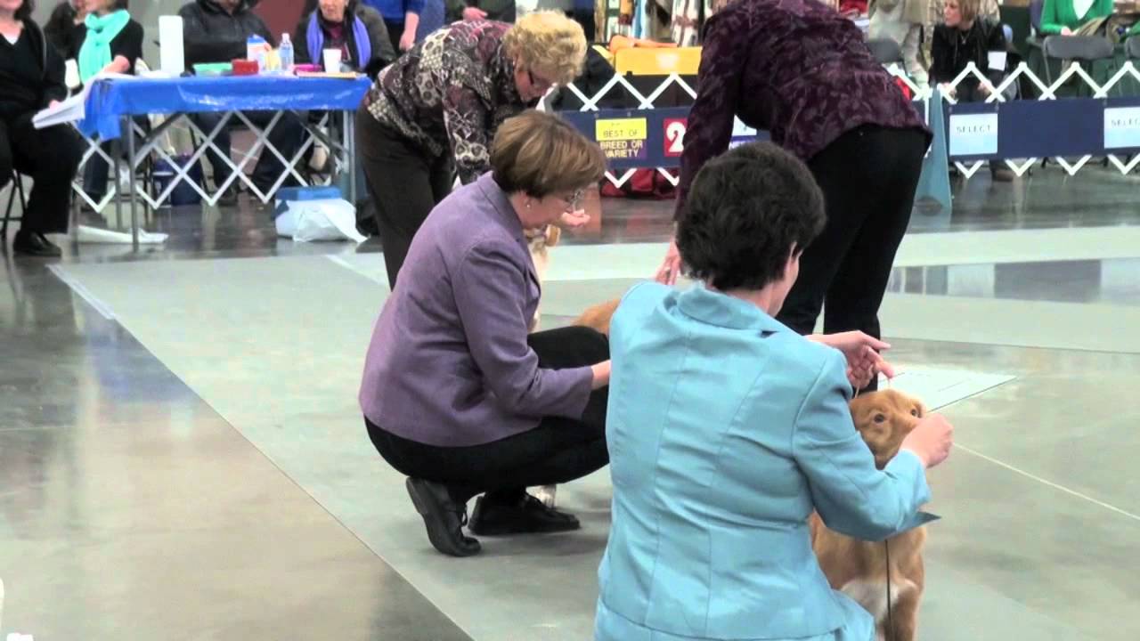 20111210 Onofrio Ridgefield Show - Winners Female - YouTube
