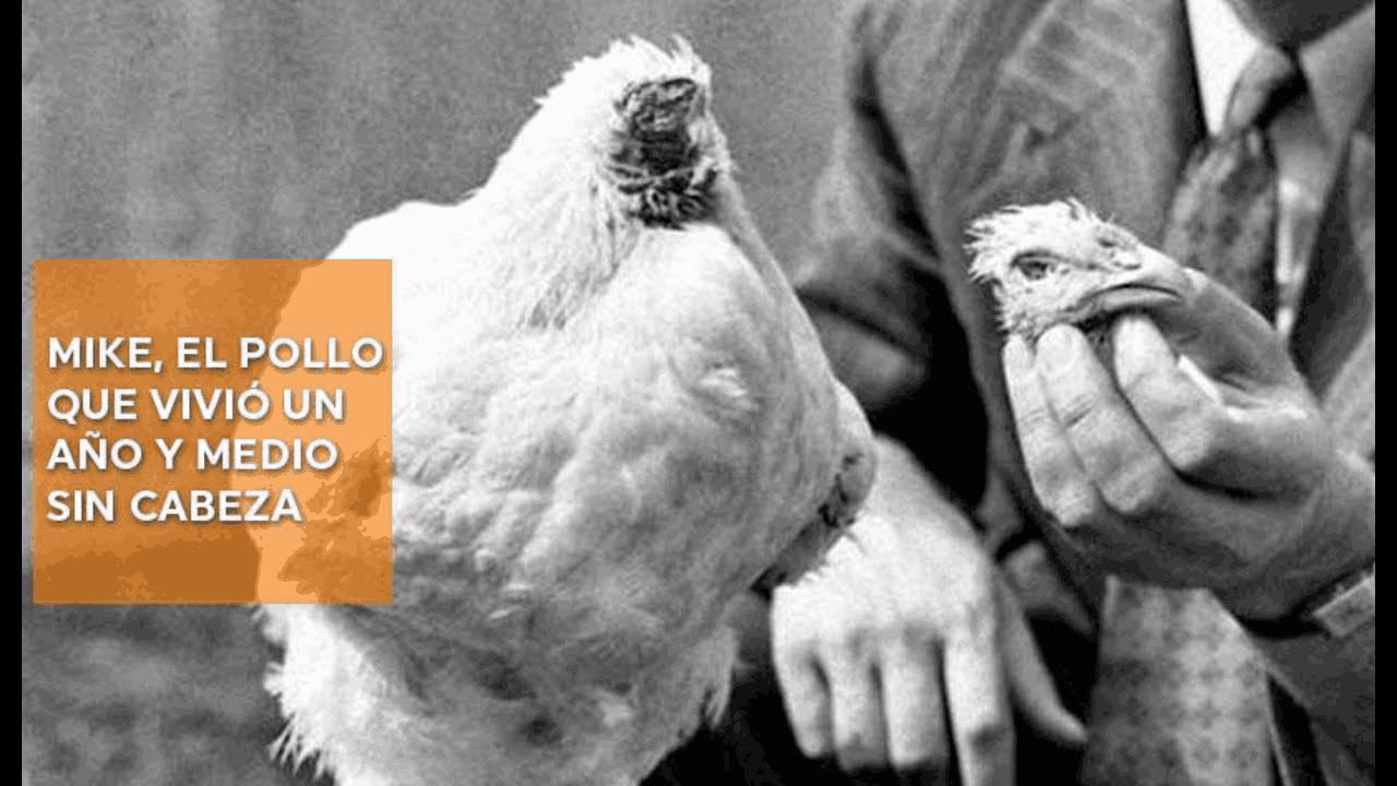 ¿EL POLLO ZOMBIE?🧟‍♀️🧟‍♀️🧟‍♀️🧟‍♀️ IMPRESIONANTE ----- La historia de ...