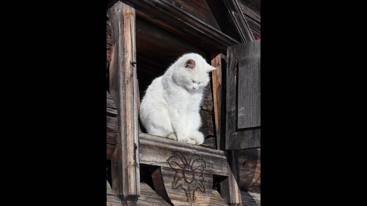 legendary white cat theme - YouTube