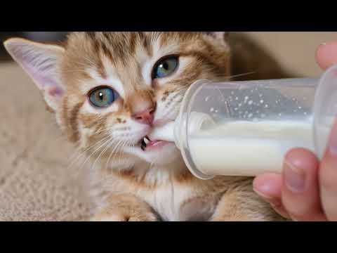 Cute little orange kitten (with blue eyes) syringe feeding time