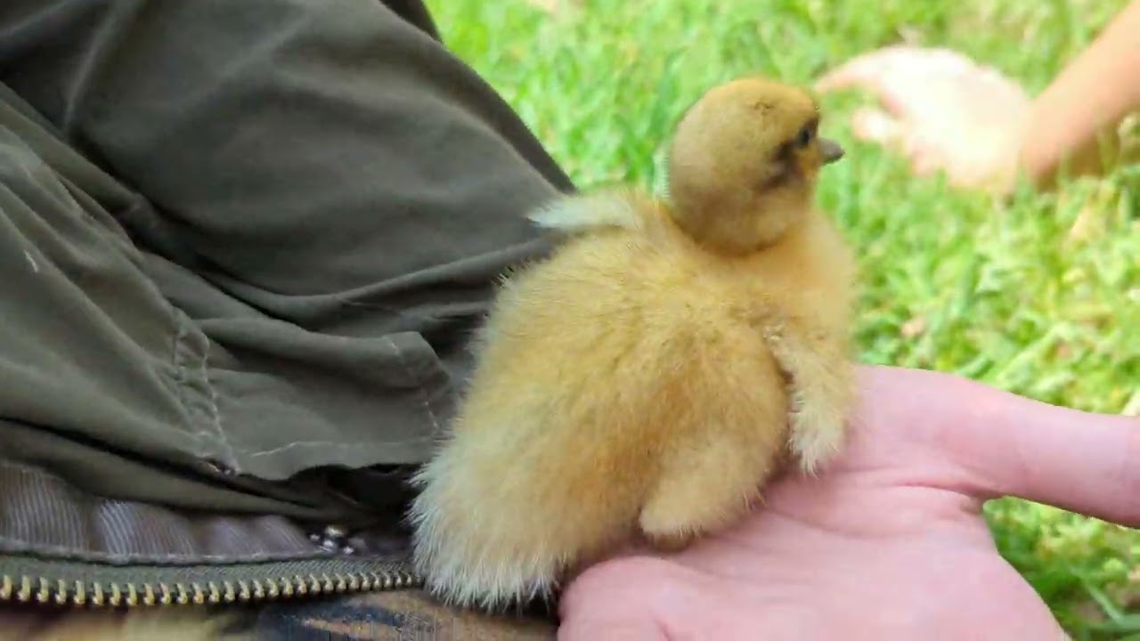 More Cute Baby Call Ducks - YouTube
