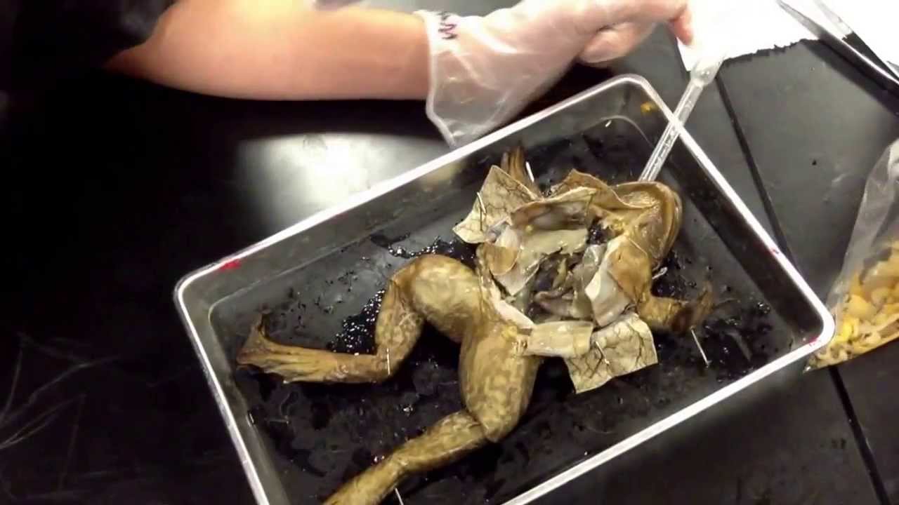 3rd Period Frog Dissection opening The Body Cavity YouTube 3rd-period-frog-dissection-opening-the-body-cavity-youtube