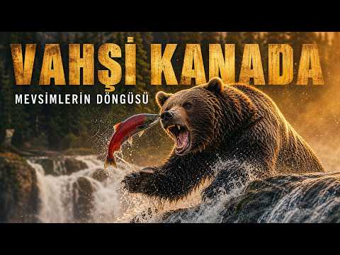 Vahşi Kanada: Mevsimlerin Döngüsü | Doğa Belgeseli