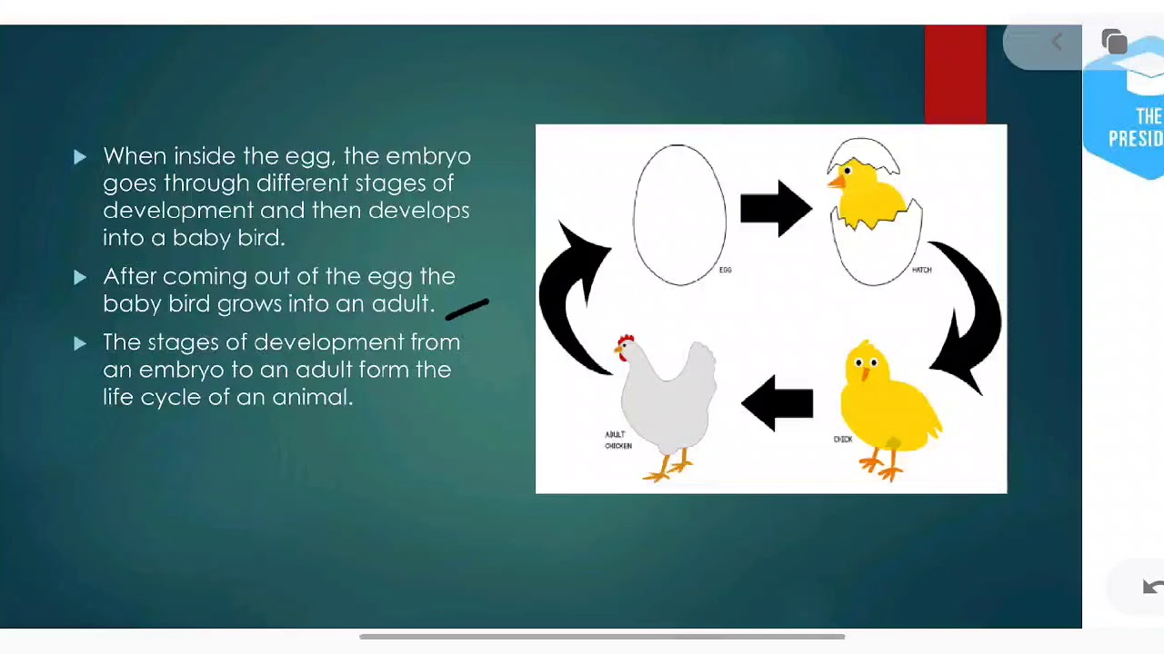 Class-4-science L2 reproduction in animals 2 - YouTube