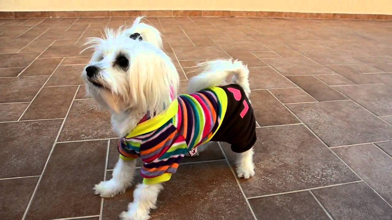 cute maltese dog playing with a ball - YouTube