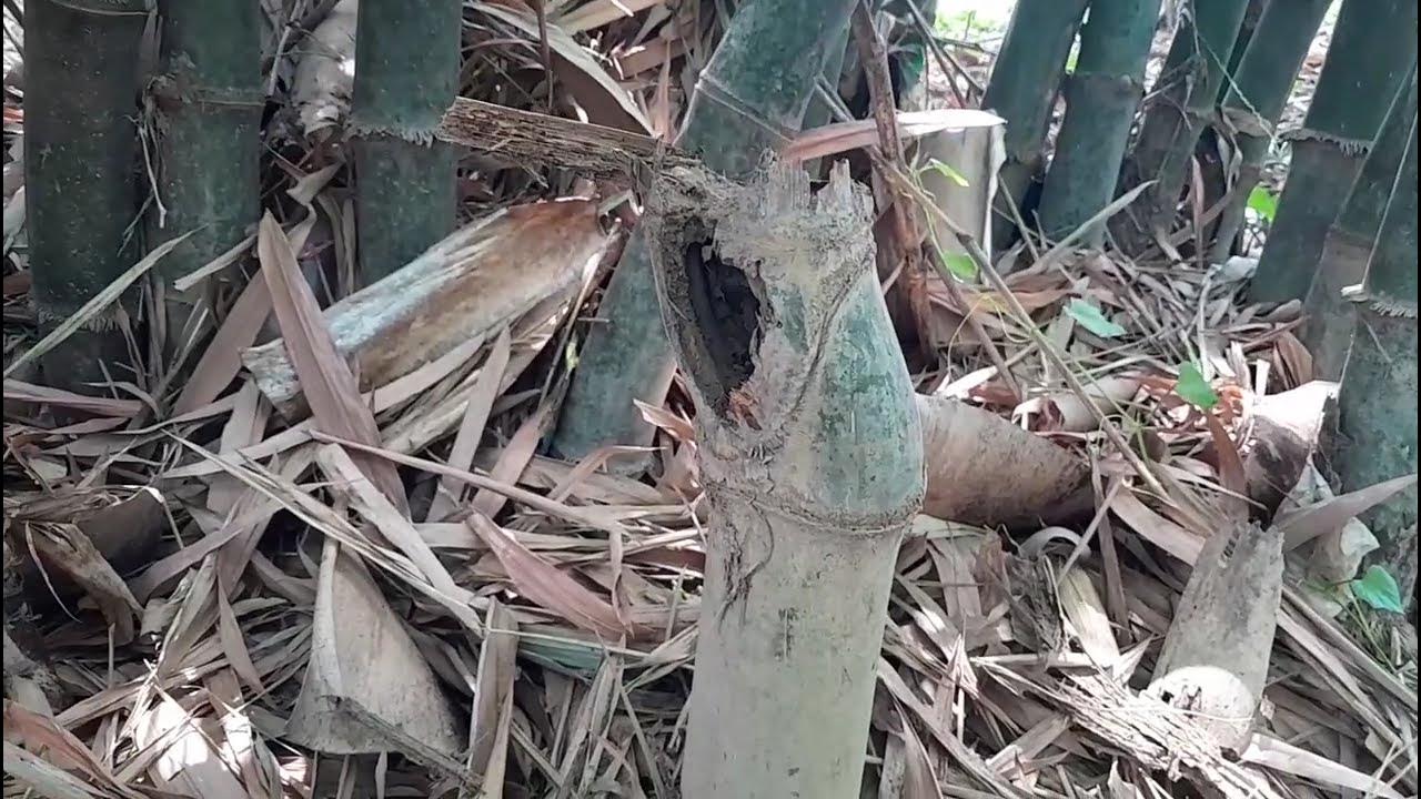 Berburu bambu unik ditempat angker..dapet bambu unik yg lumayan angker.. - YouTube
