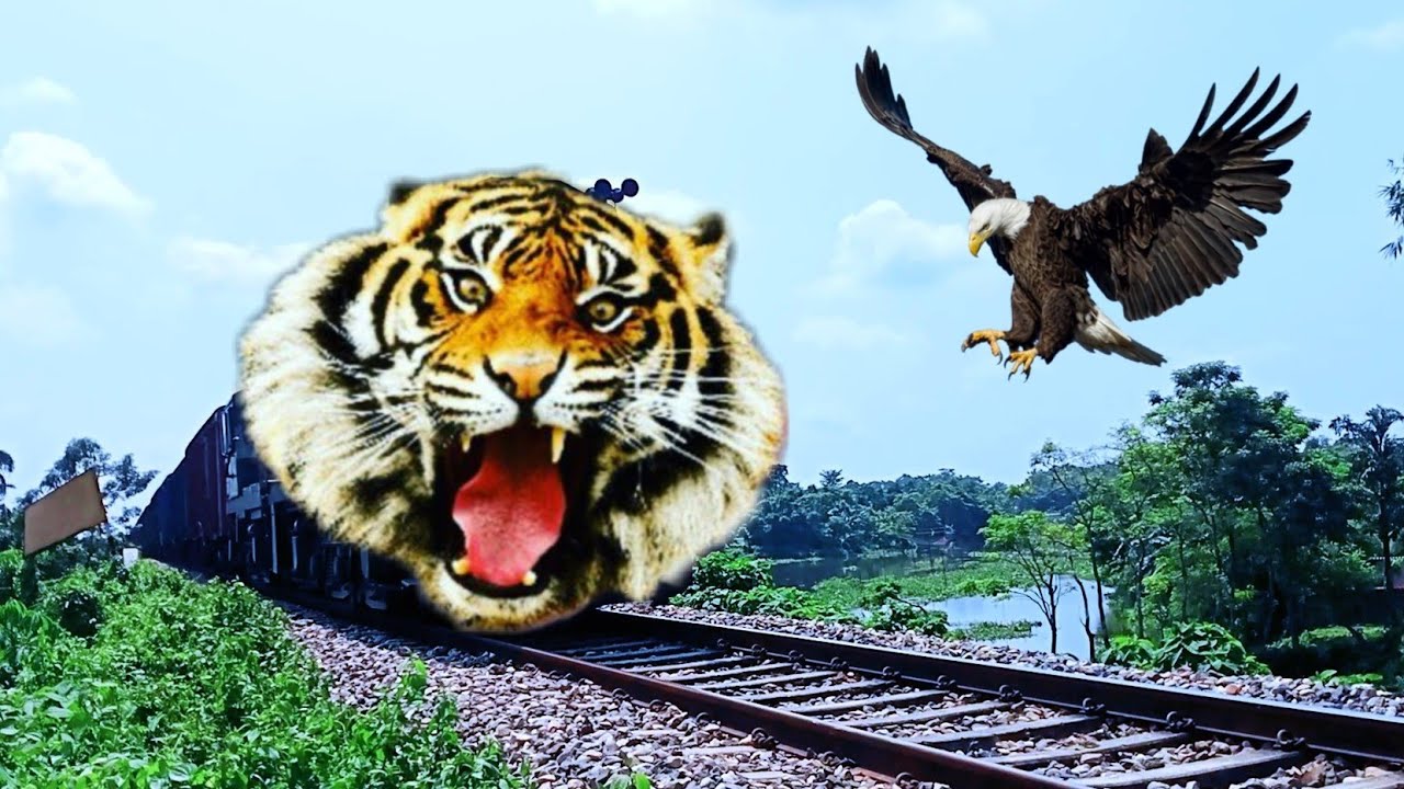 Tiger train, horse train, monkey train, tiger video #Ekramulhussain ...