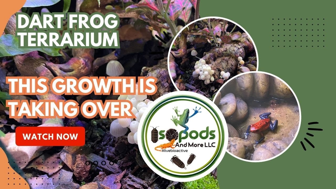 Nature's Kaleidoscope: Vibrant Pleated Inkcaps Transform Dart Frog Haven - YouTube