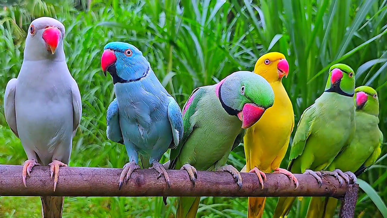 Tota Ka Video - YouTube