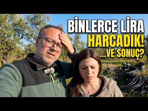 Zeytinlikte Hayal Kırıklığı! Binlerce Lira Masraf ve Emekten Sonra Neler Oldu?