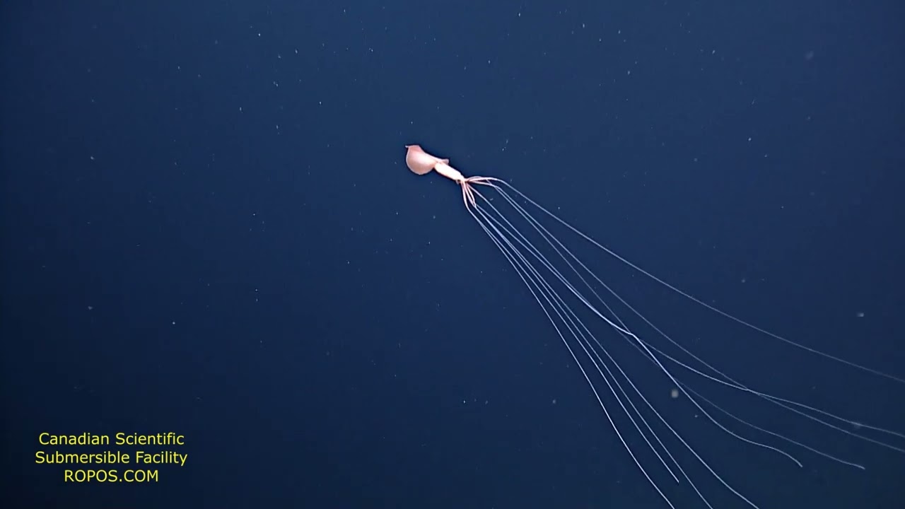 Bigfin Squid Magnapinna Squid - YouTube