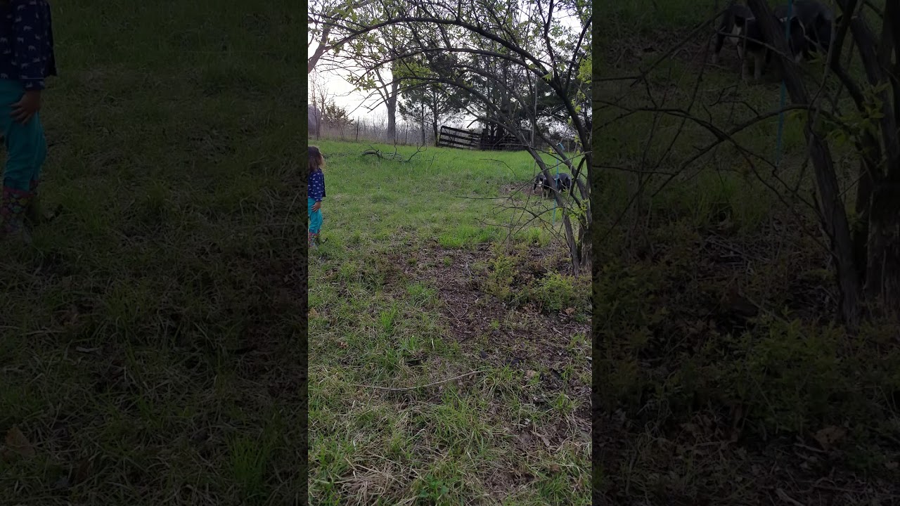 Sooey - Pig Pig Pig Pig! - YouTube