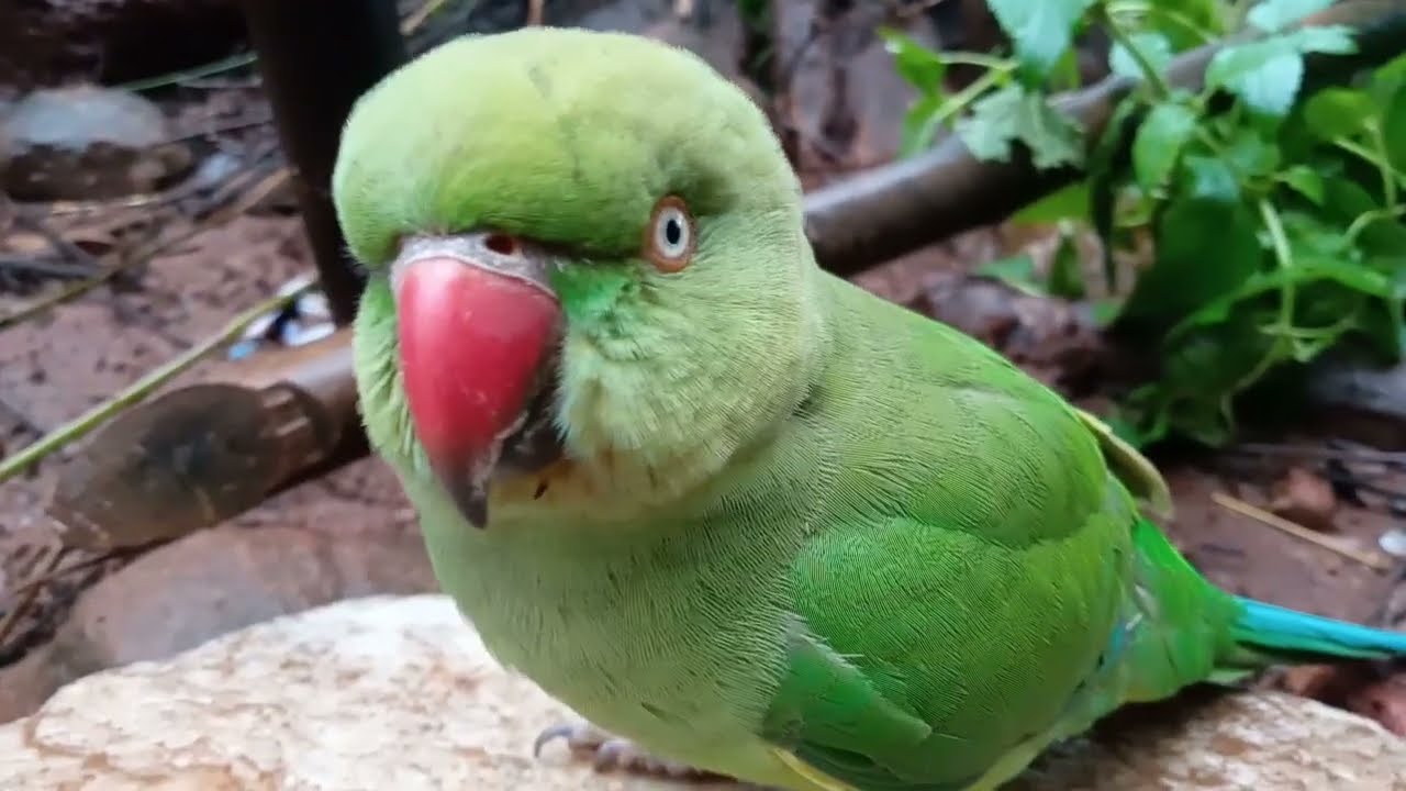 Lovely 💐 Mitu Super Hight Enjoy//Mitu Bahalda 2022//Hindi//Odia//Jhumur ...