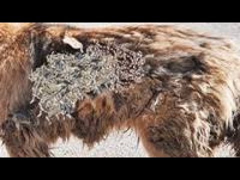 OMG! Maggots removing from MANGE MOTHER DOG! Animal Rescue - YouTube