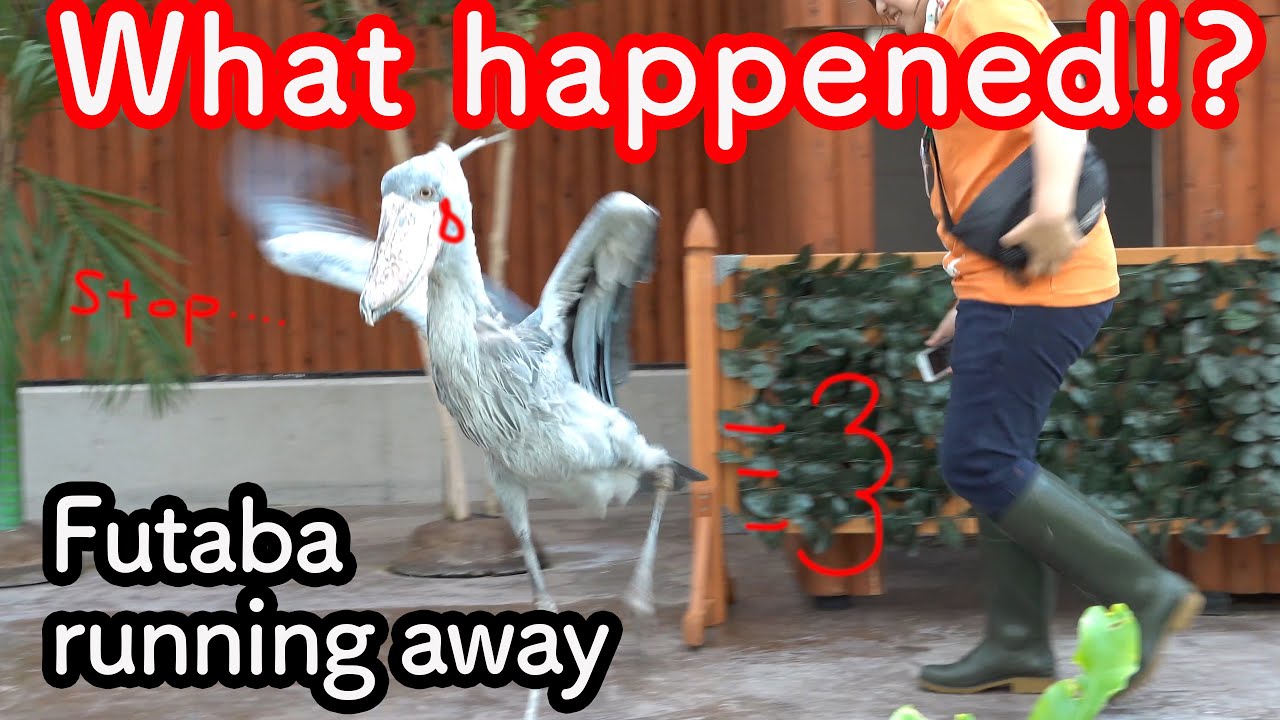 【Futaba, the Shoebill Stork】Memories of Futaba part 1 "I fell in love ...