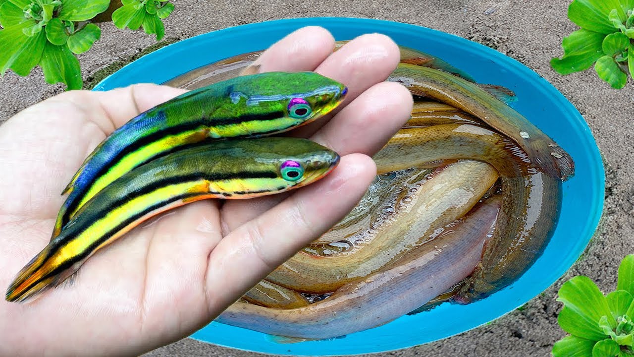 Catch colorful turtle nests in fish tanks, small fish, rocket ...