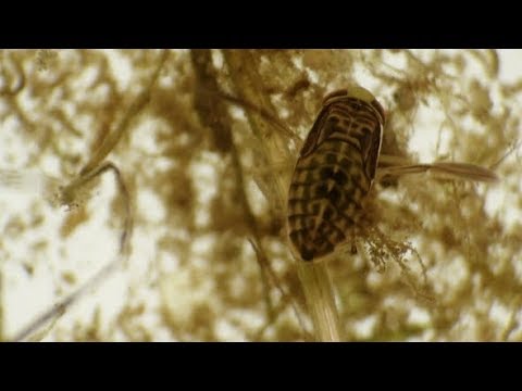 Water Bug Notonecta Glauca Under a Microscope | Stock Footage ...