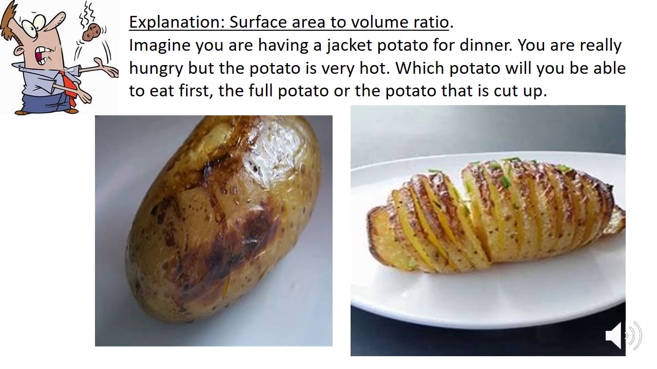 Biology Lesson 3 - YouTube