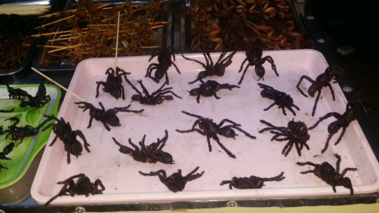 Comiendo tarántulas y escorpiones (eating tarantulas and scorpions ...